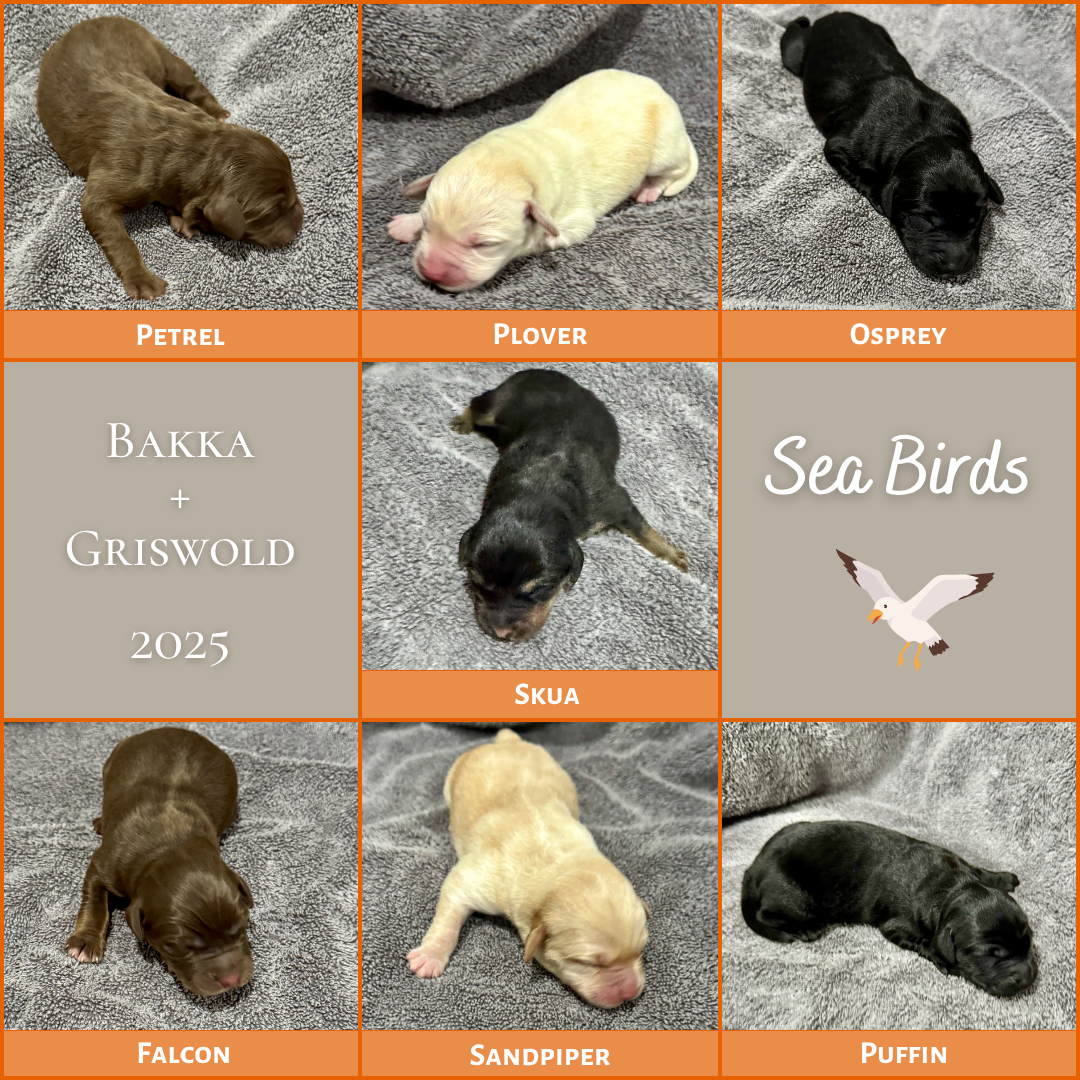 Sea Birds - Bosun Dog Project